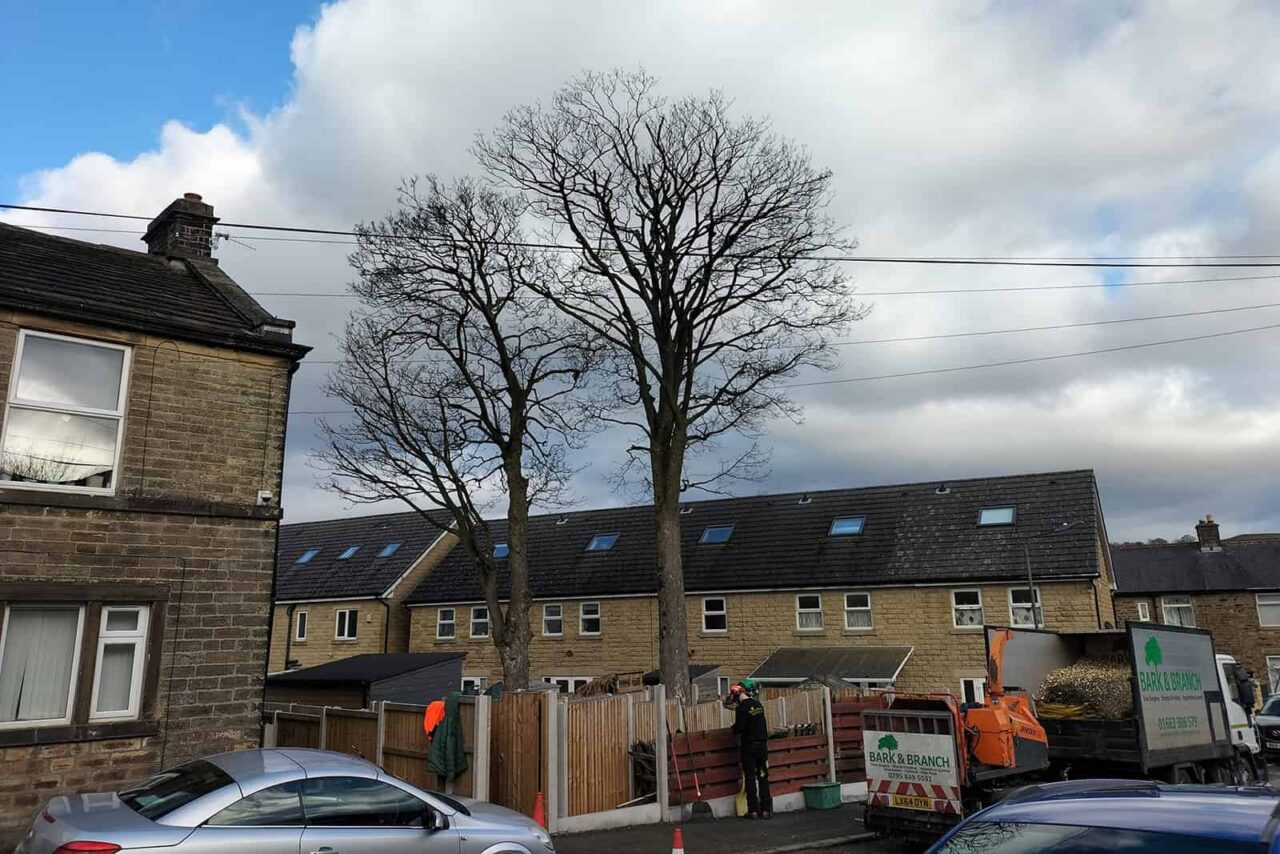 Tree Pruning Manchester - Tree Surgeon Services - Bark & Branch