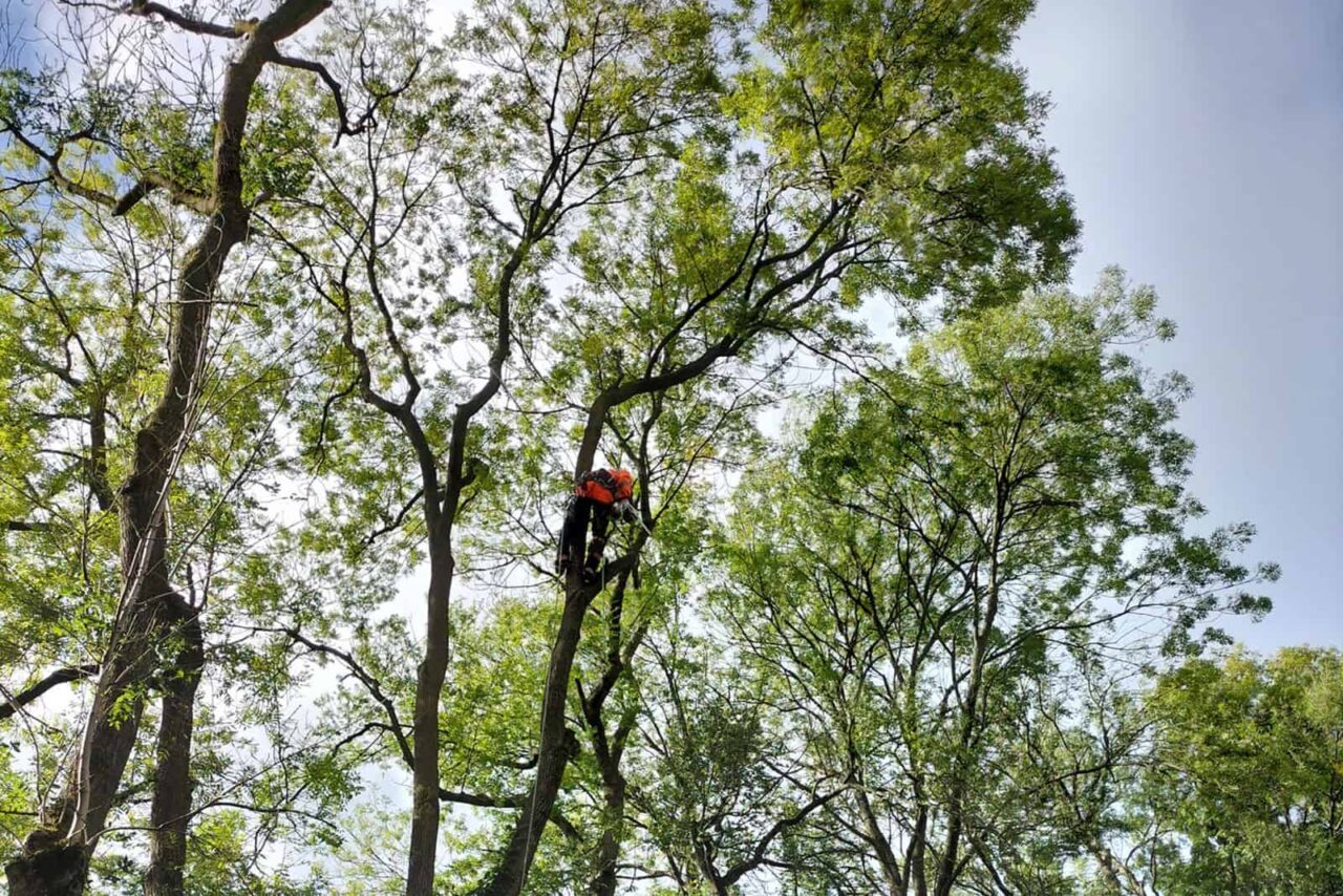 Tree Surgeon Manchester - Tree Services & Removal - Bark & Branch