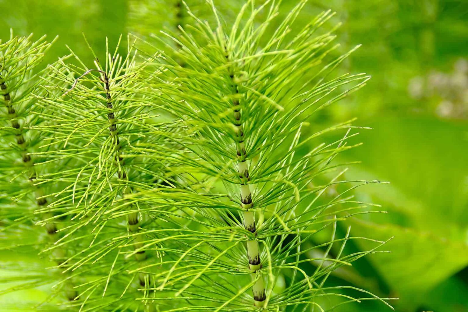 Guide to Horsetail Control - Bark & Branch